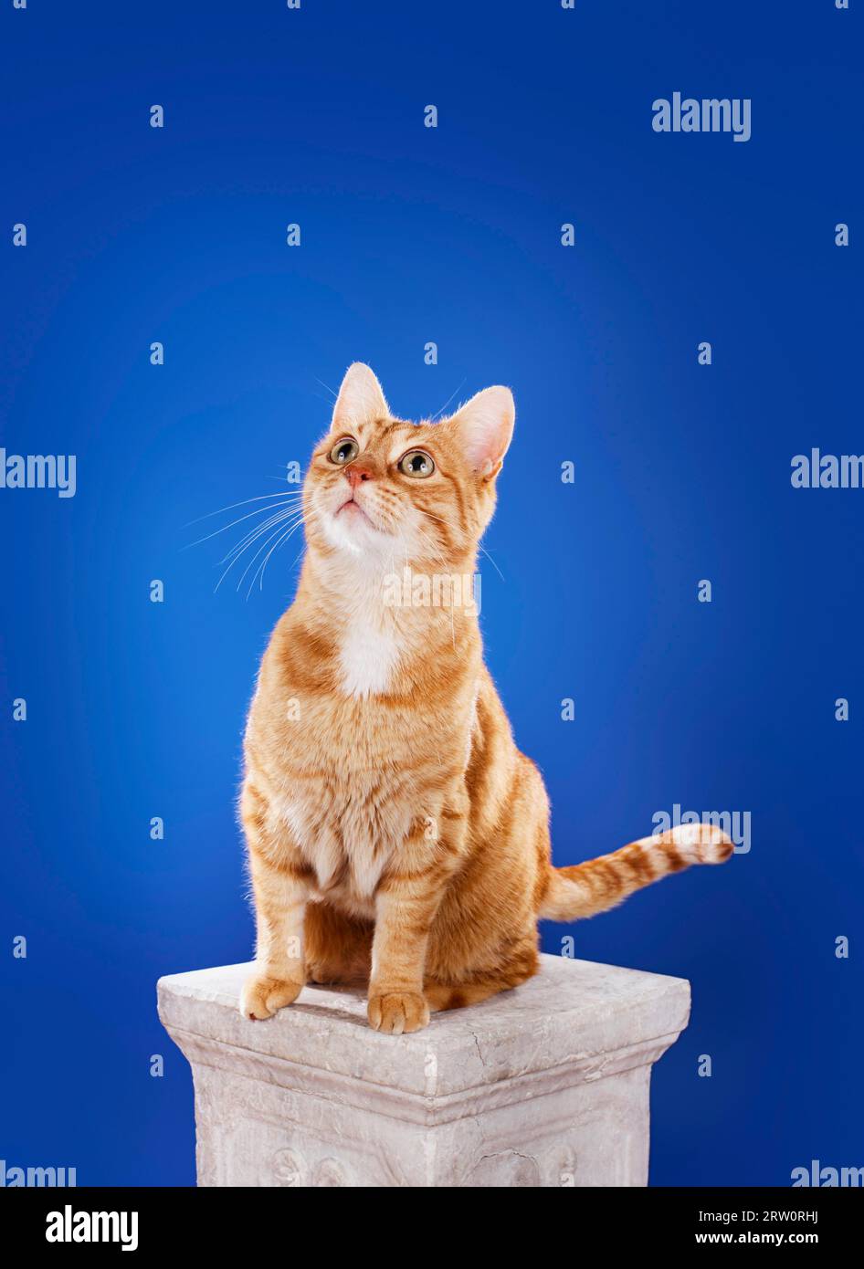Alert senior 10 year old ginger cat sitting on a column Stock Photo - Alamy