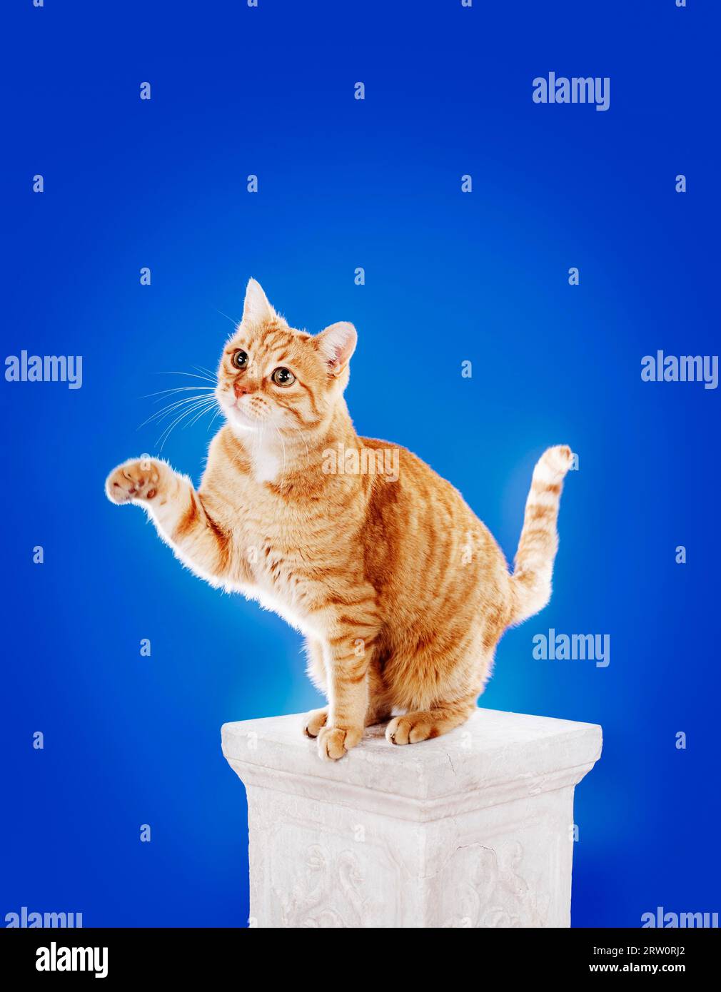 Senior (10 years) domestic ginger cat sitting on a column and lifting ...