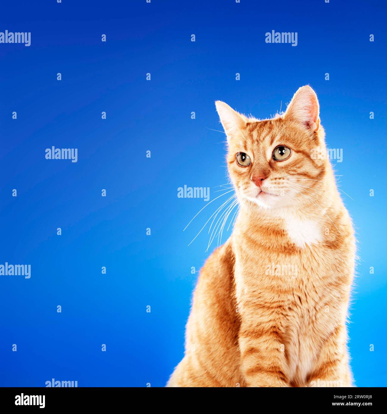 Senior (10 years) domestic ginger cat sitting in front of blue ...