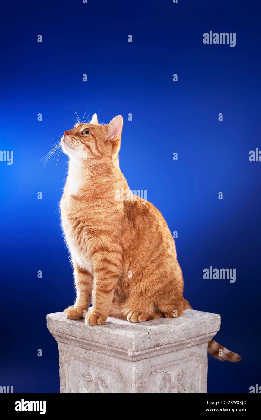 Alert senior 10 year old ginger cat sitting on a column Stock Photo - Alamy