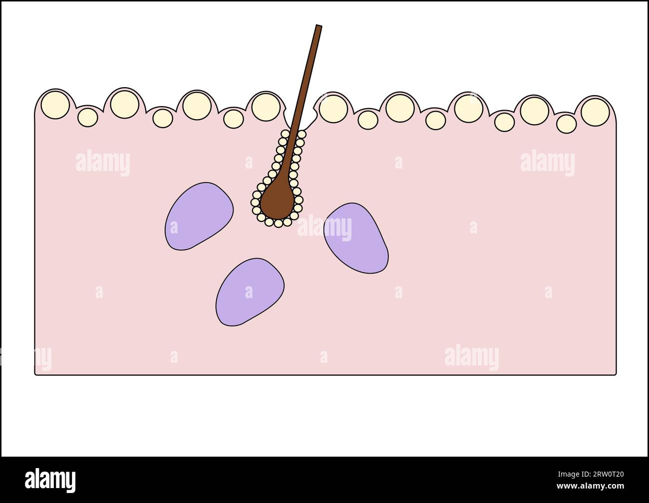 Hair growth illustration Stock Photo - Alamy