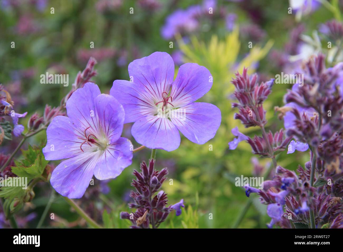 Purple mallows, garden background Stock Photo - Alamy
