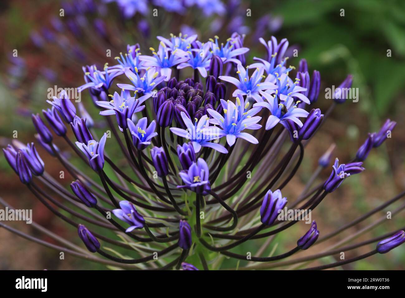 Purple-blue flowering Peruvian blue star, background garden in blur ...