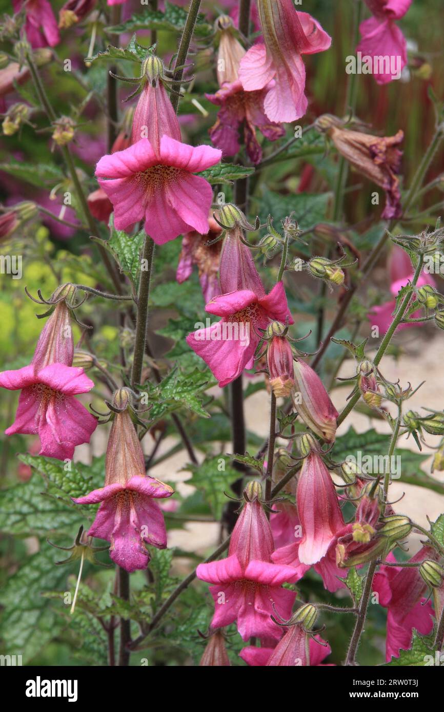 Chinese foxglove hi-res stock photography and images - Alamy