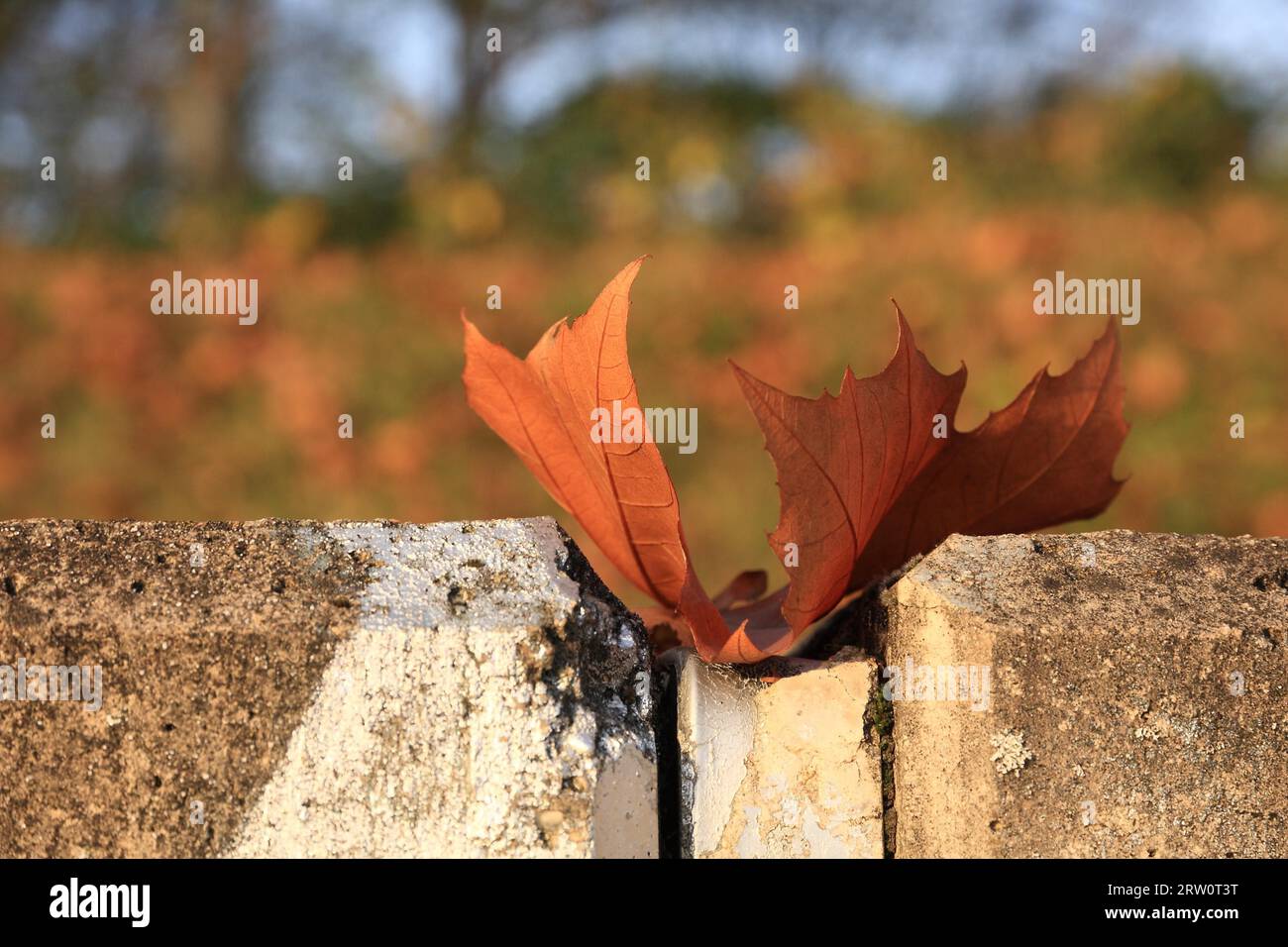 Maple leaf on a wall, background meadow and forest - taken with depth ...