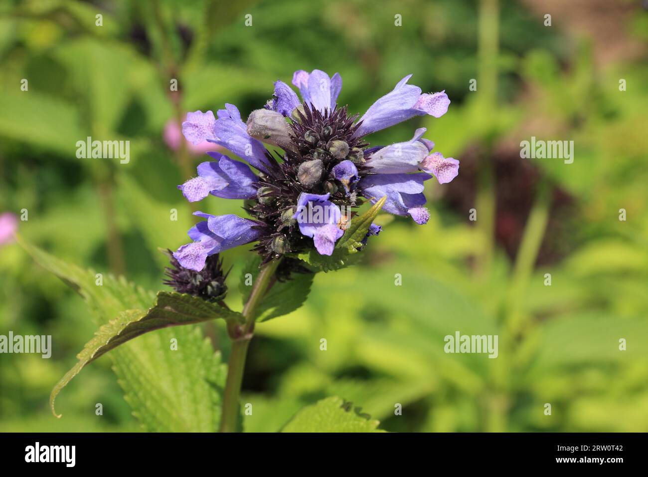 Purple and pink flowers of Japanese catmint, sunlit, background garden ...
