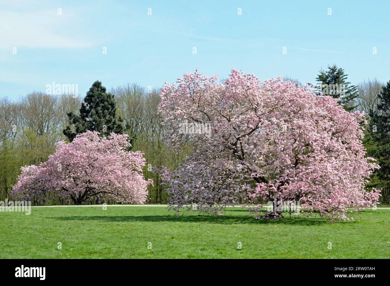 Ornamental deciduous tree hi-res stock photography and images - Alamy