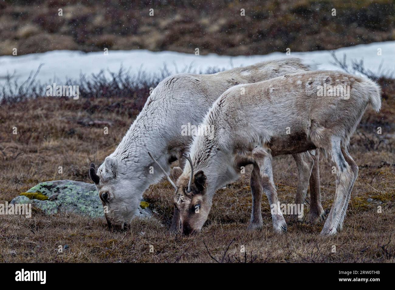 Juvenile reindeer grazing hi-res stock photography and images - Alamy