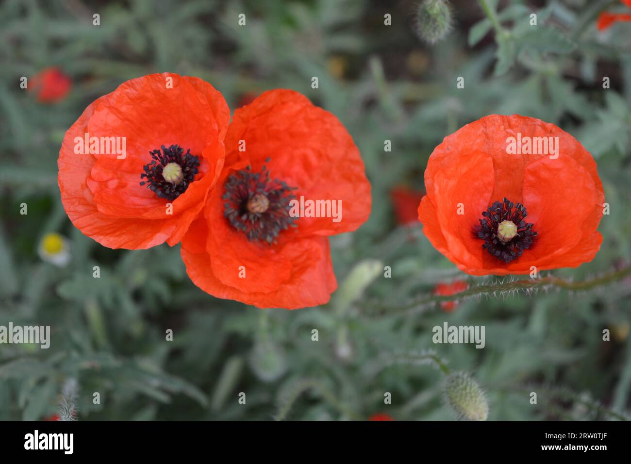 Bright and colorful, wildflowers growing on the street, which delight ...