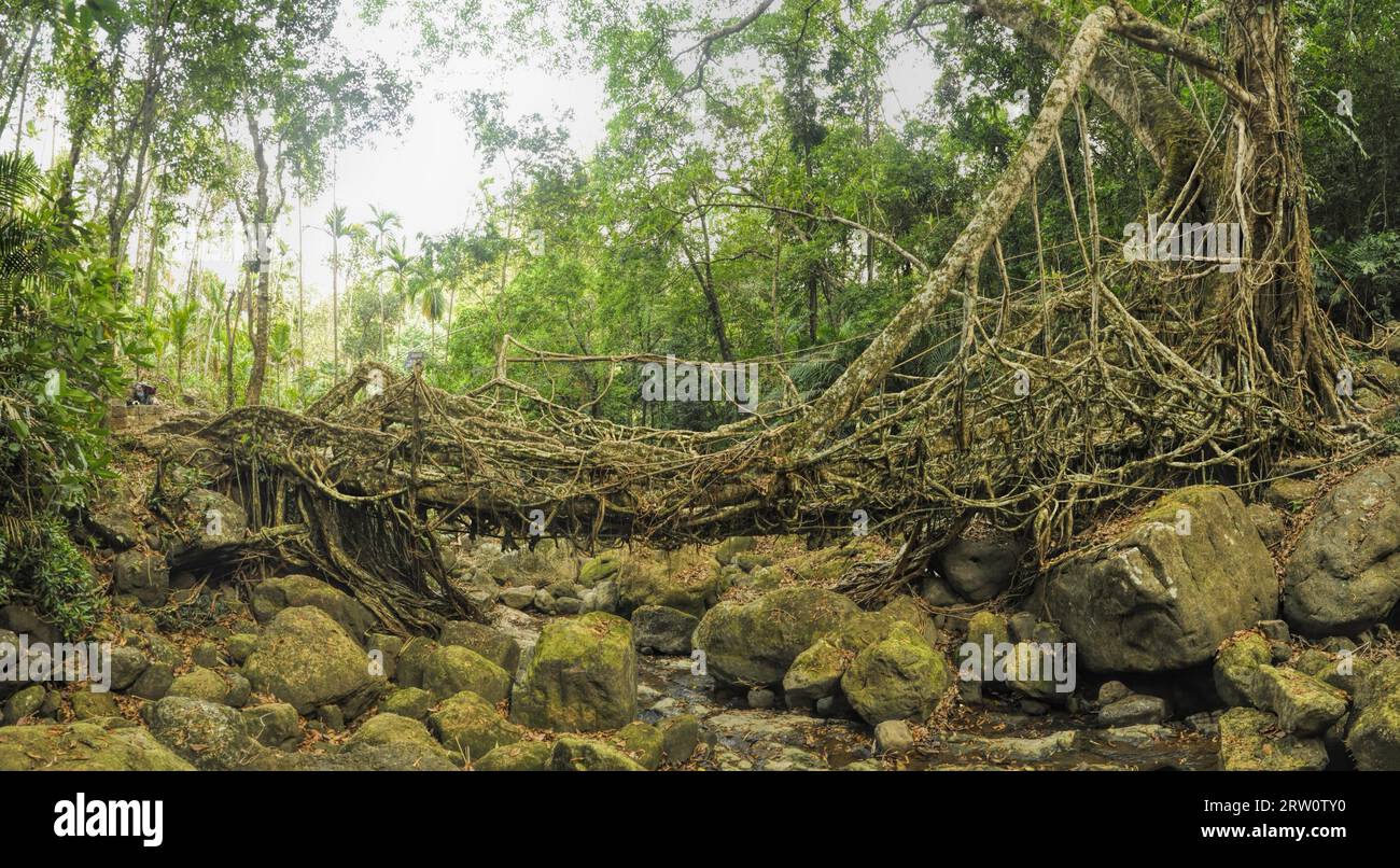 Old root bridge near Cherapunjee, Meghalaya, India Stock Photo - Alamy