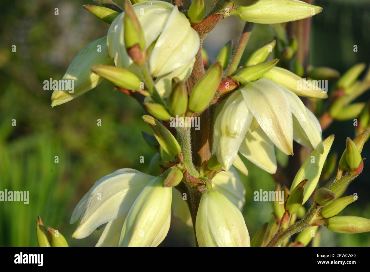 Large white-yellow, golden inflorescences of outdoor yucca in the ...