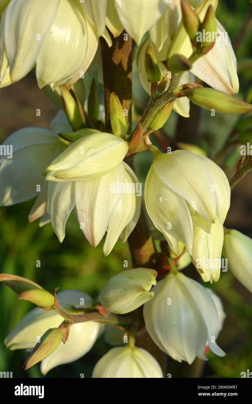 Large white-yellow, golden inflorescences of outdoor yucca in the ...