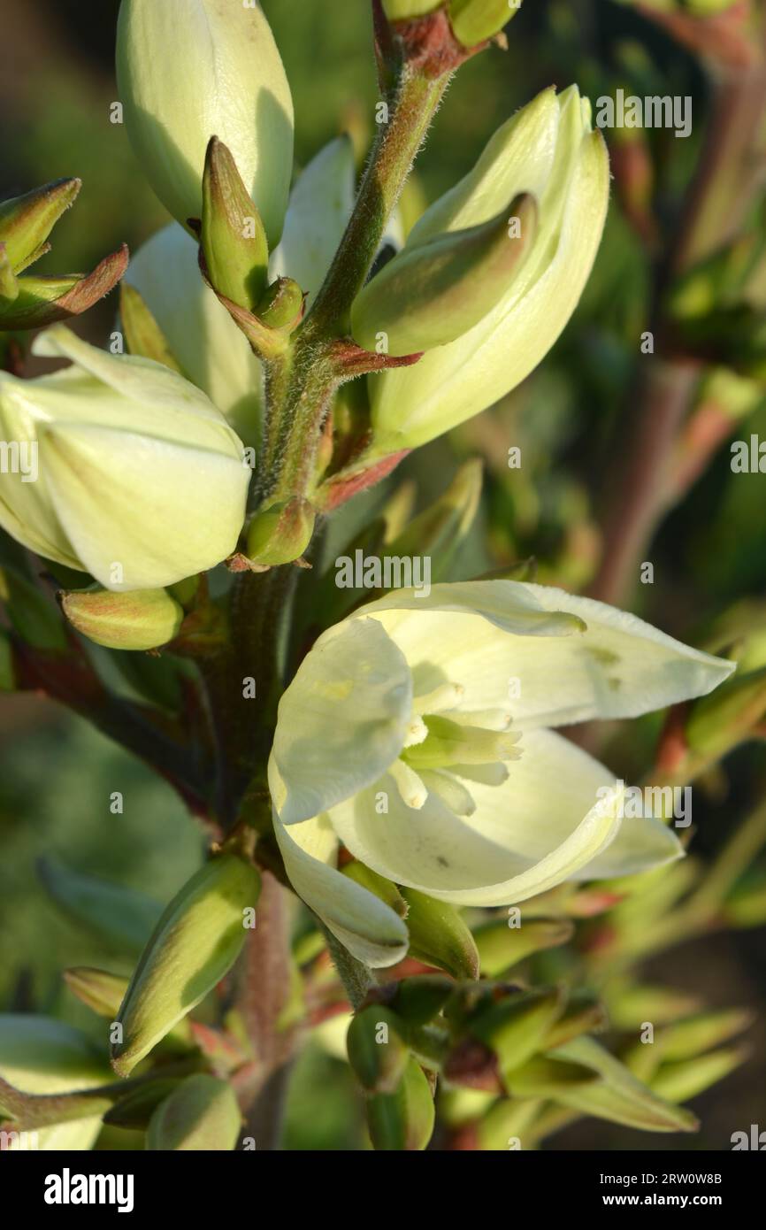 Large white-yellow, golden inflorescences of outdoor yucca in the ...