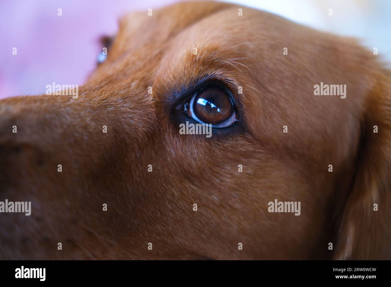 Veterinary doctor cleaning dog eyes hi-res stock photography and images ...