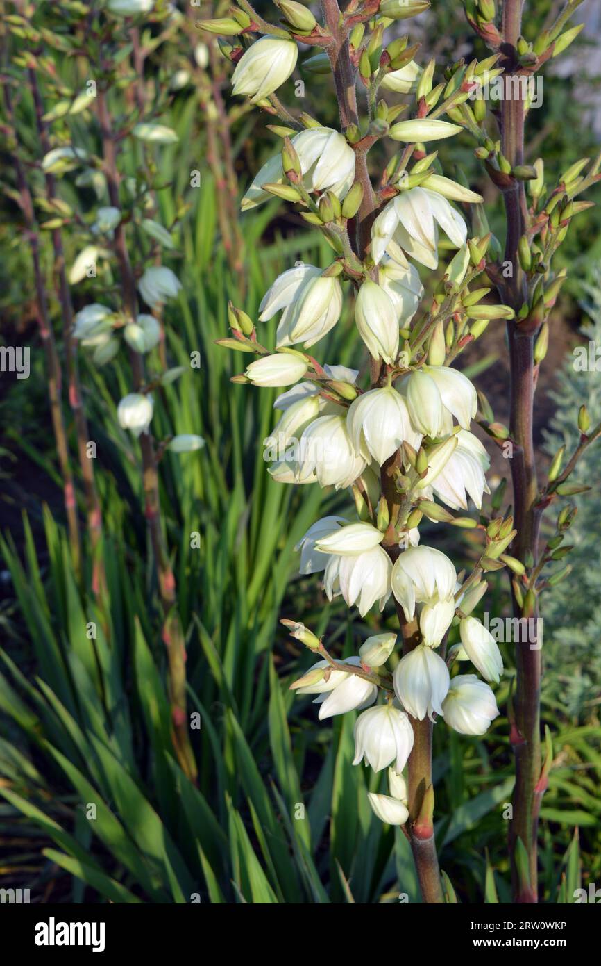 Large white-yellow, golden inflorescences of outdoor yucca in the ...