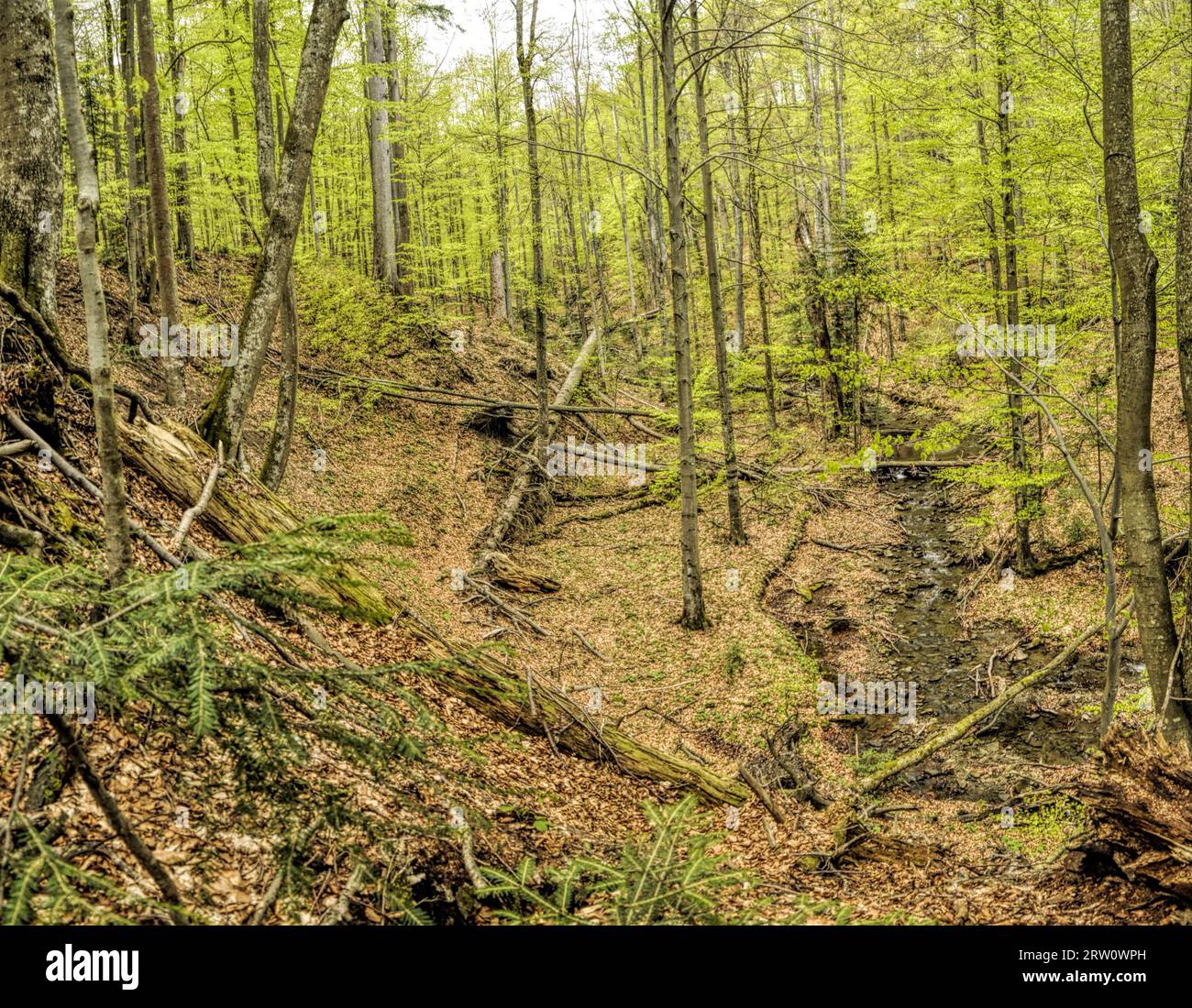 Primeval beech forest on broders between Slovakia and Ukraine in ...