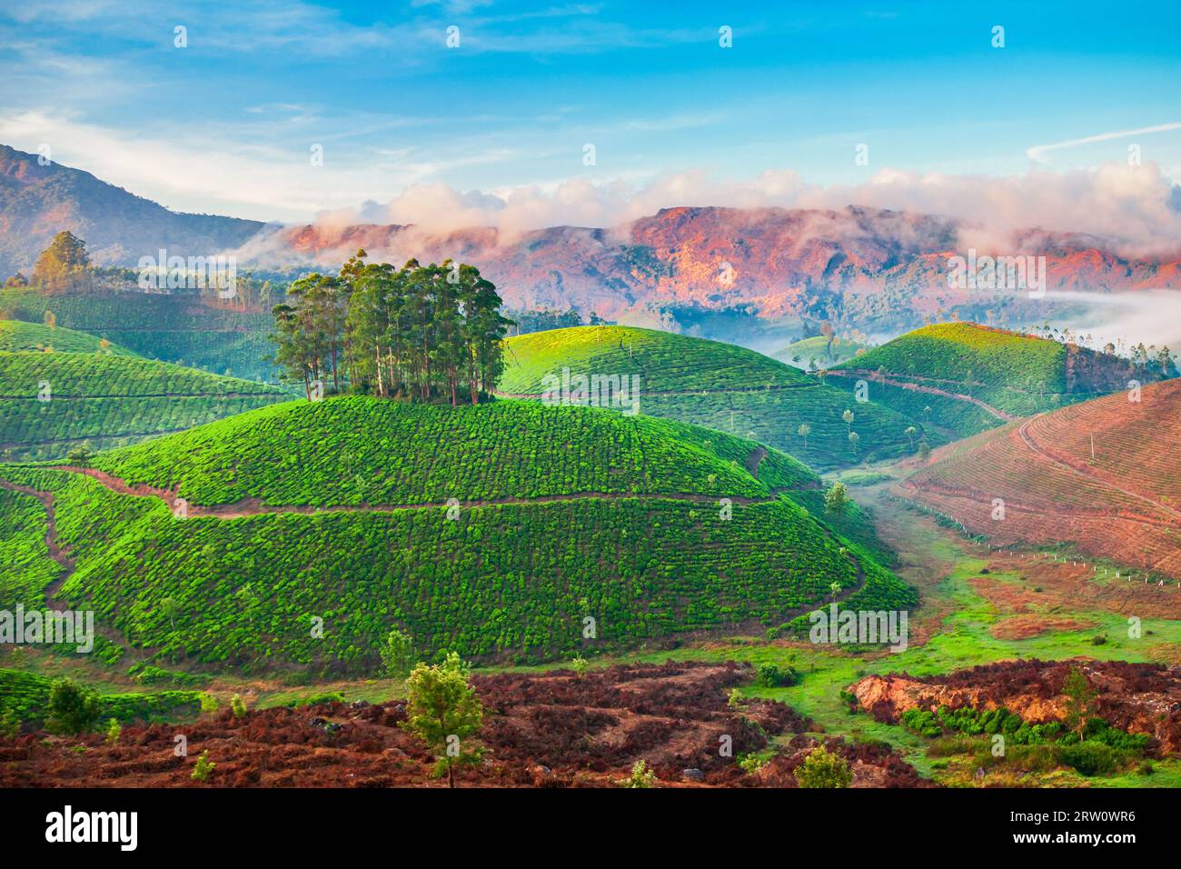 Amazing landscape view of tea plantation before sunrise nature ...