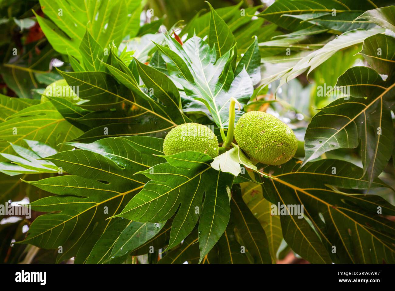 Indian breadfruit hi-res stock photography and images - Alamy