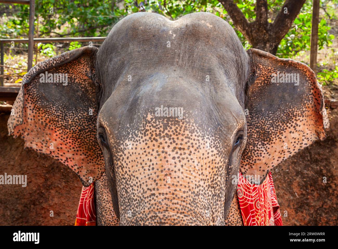 Elephant at the spice farm in Goa in India Stock Photo - Alamy