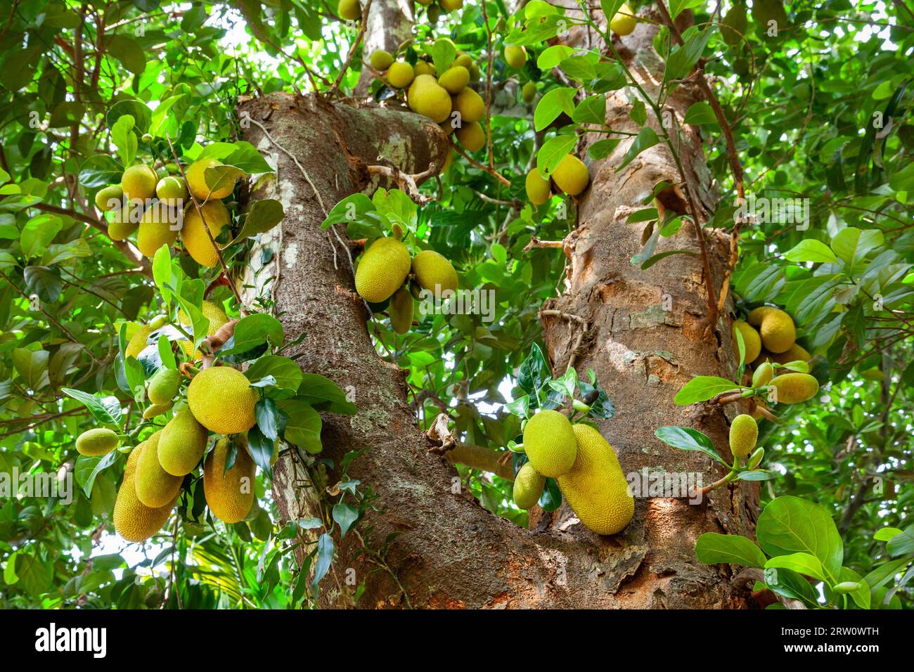 Jackfruit tree with big ripe fruits in India Stock Photo - Alamy