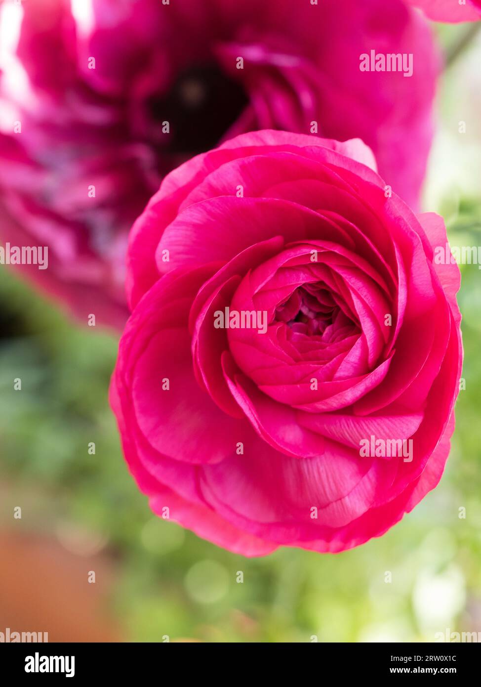 Persian crowsfoot hi-res stock photography and images - Alamy