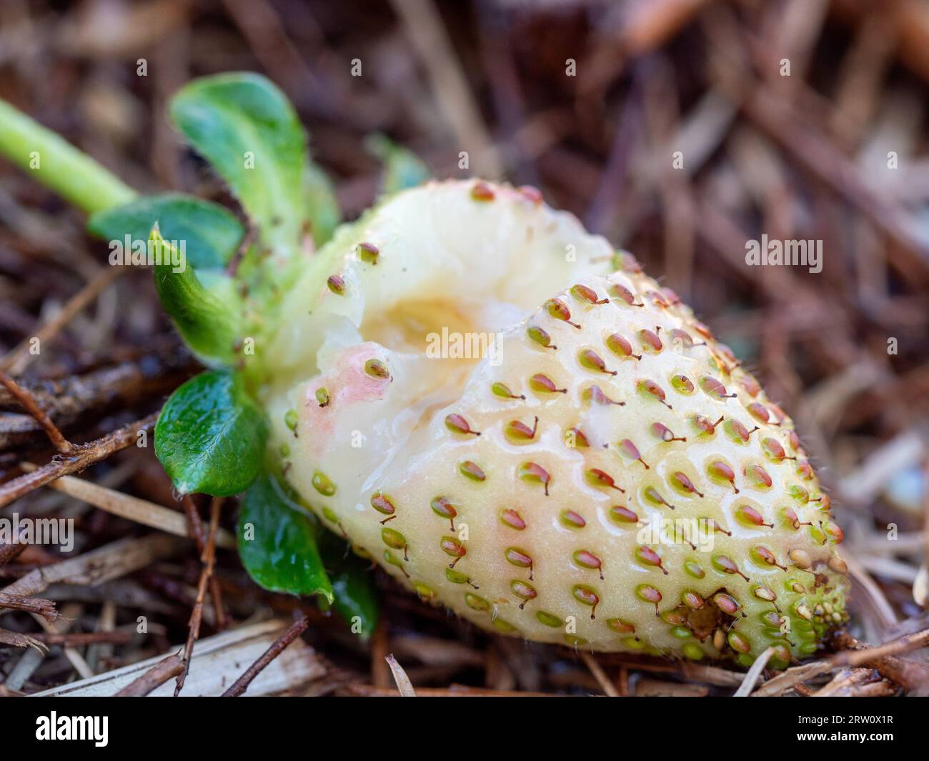 A still unripe white strawberry with a bite taken out of it by a garden ...