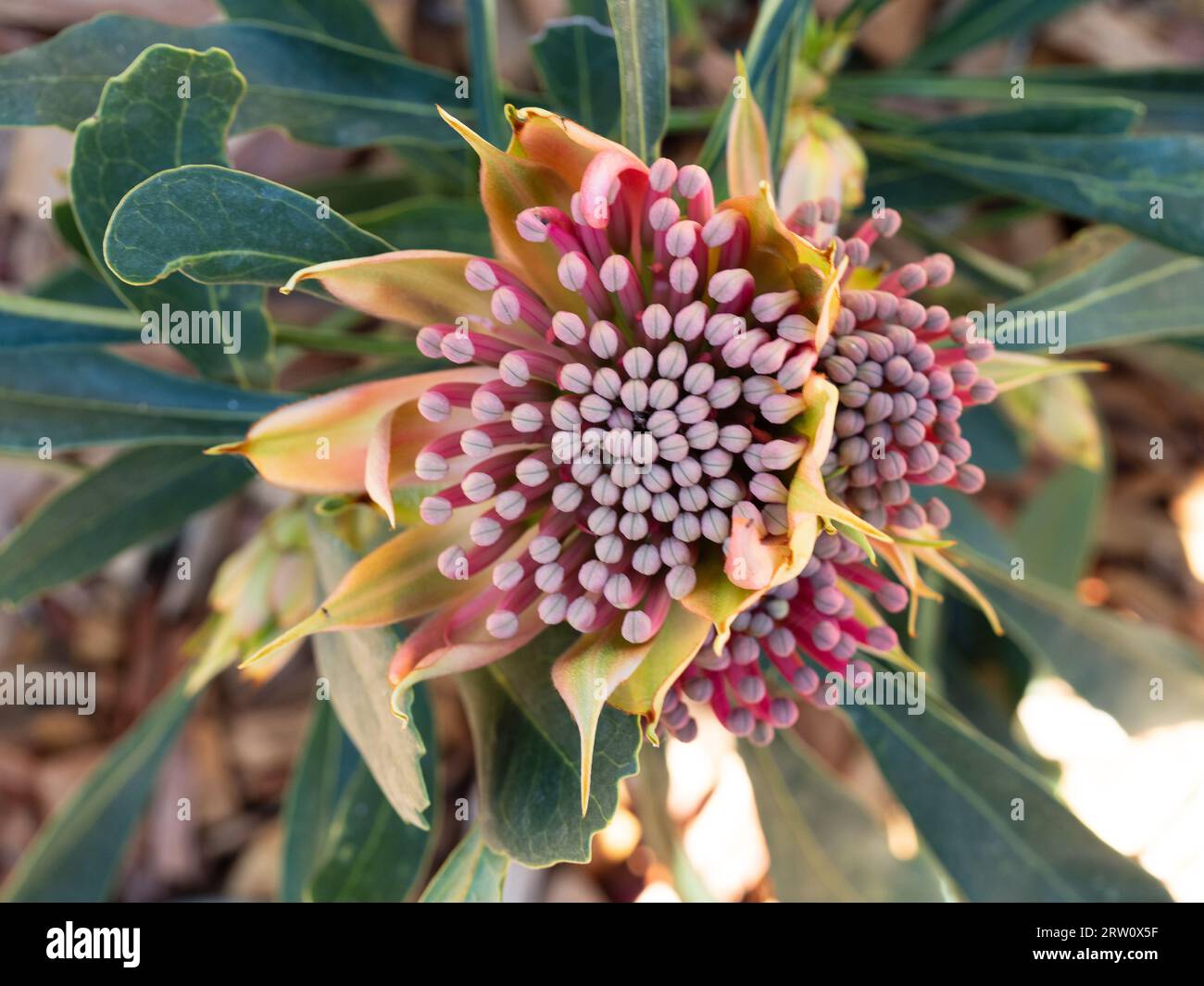 Essies gift hi-res stock photography and images - Alamy