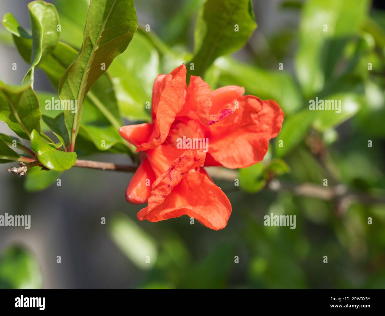 Vibrantly coloured orange Pomegranate tree flower in bloom against ...