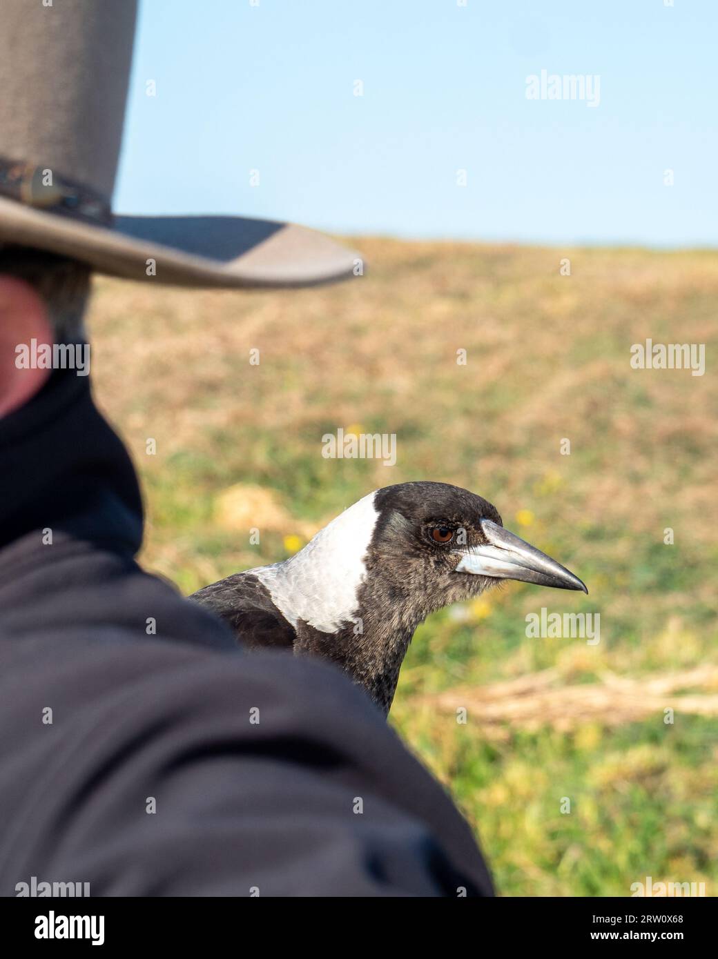 Magpie on the back of a seat looking cheekily over a man wearing a hat ...