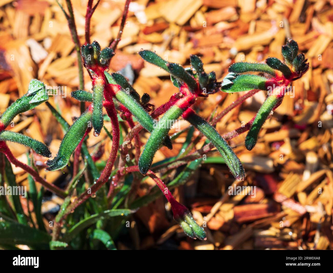 Kangaroo Paw plant flowers, Anigozanthos Mangllesii, ‘The Wiz’ green ...
