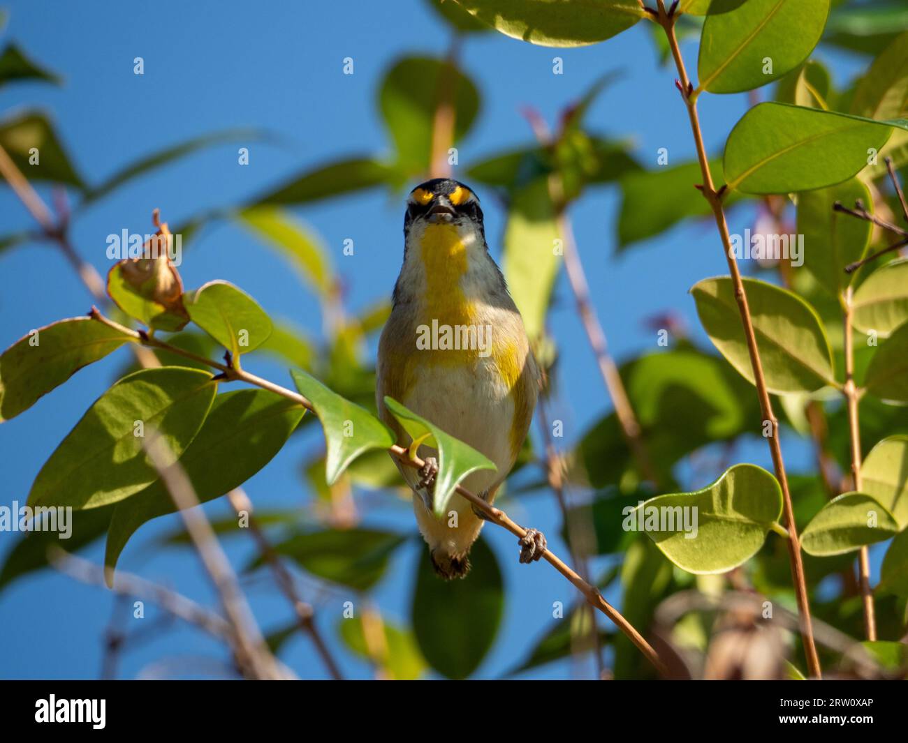 Australia blue lilly pilly hi-res stock photography and images - Alamy
