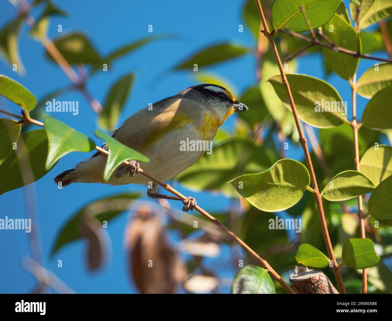 Striated Pardalote Bird in a leafy trees against a blue sky background ...