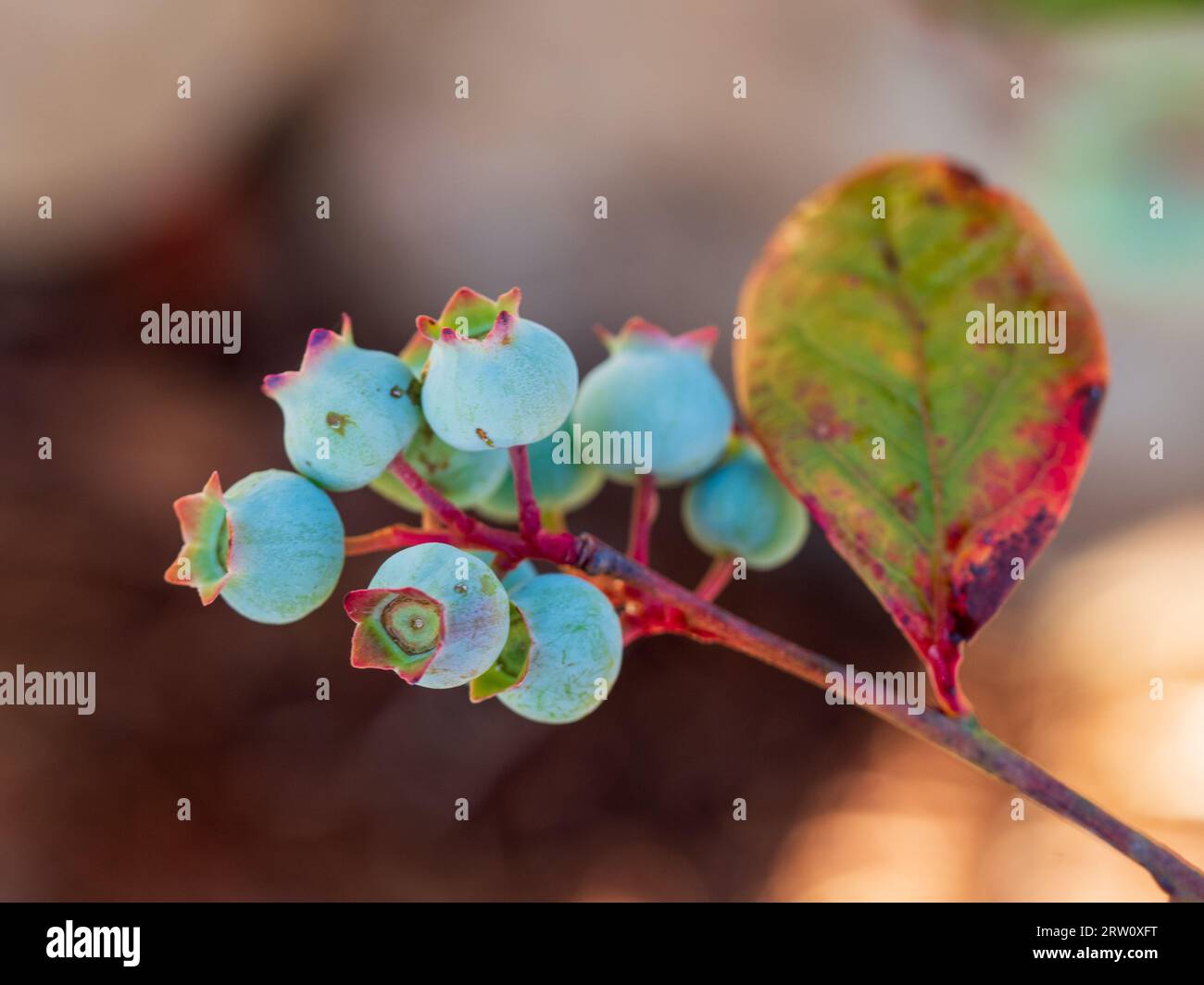 A bunch of Blueberries and one leaf growing in an Australian coastal ...