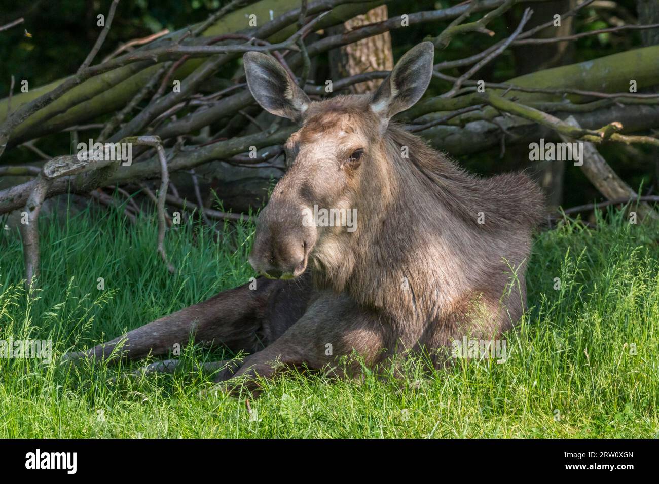 Resting moose hi-res stock photography and images - Alamy