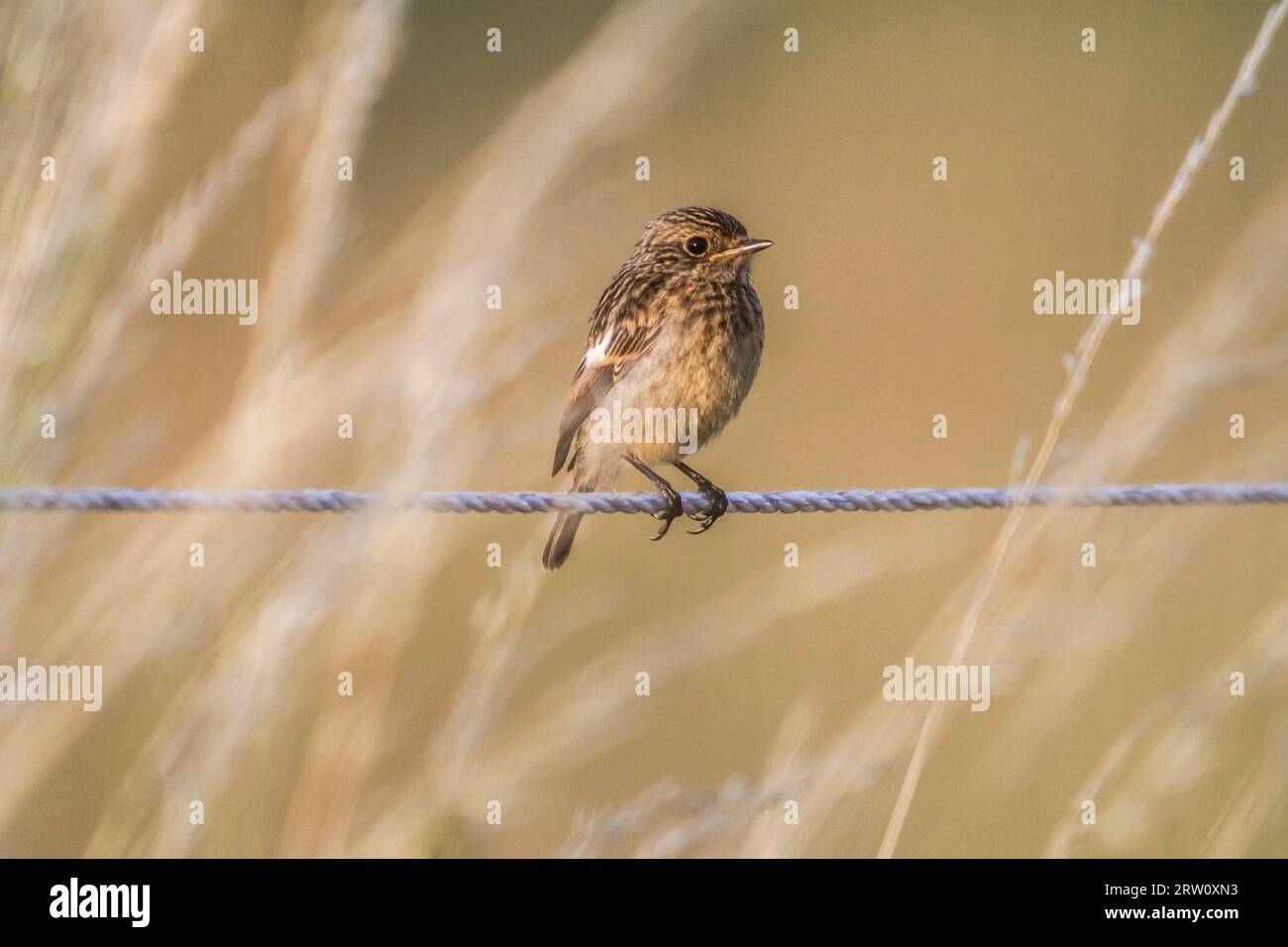 Juvenile stonechat hi-res stock photography and images - Alamy