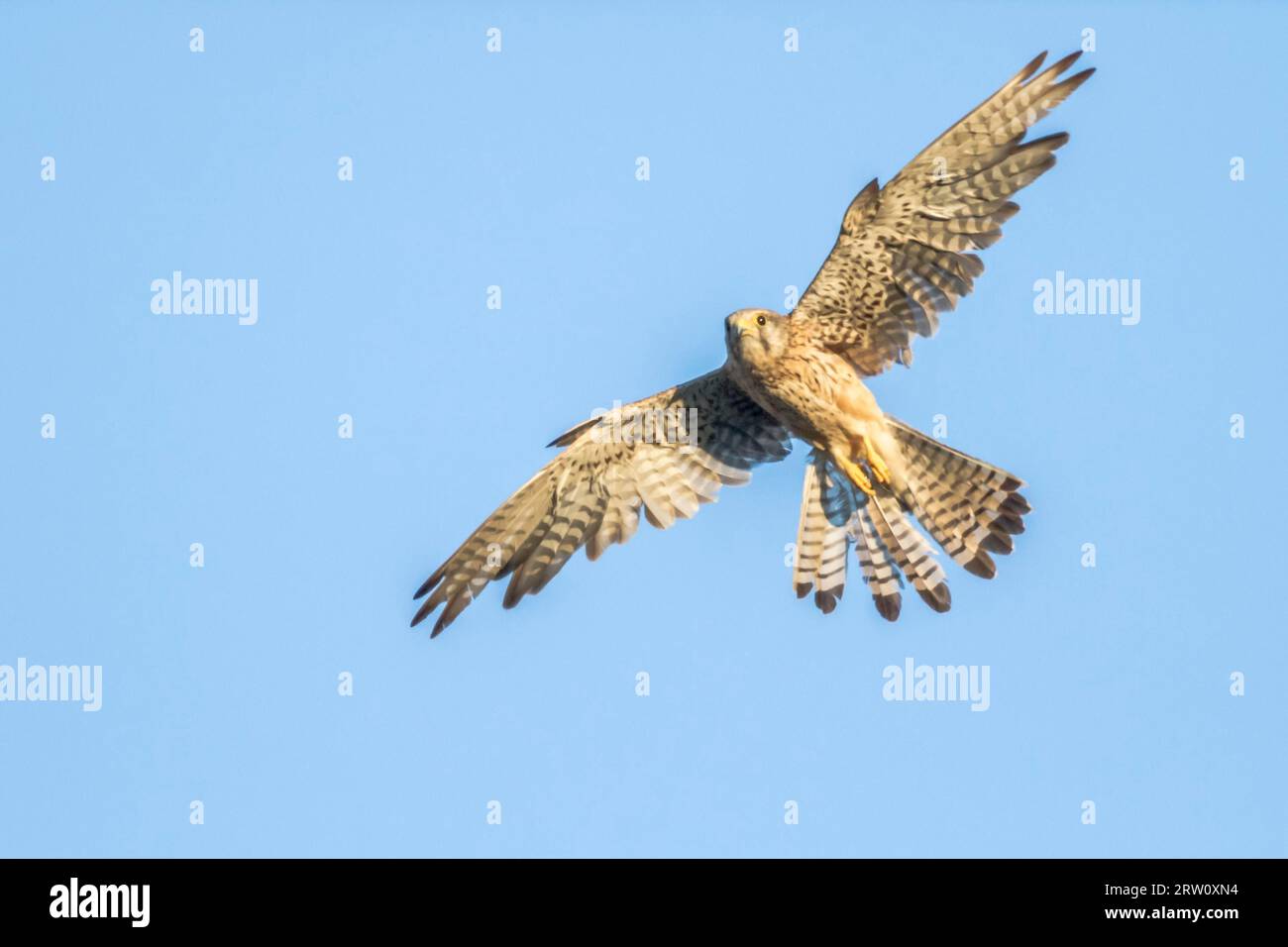 Flying kestrel hi-res stock photography and images - Alamy