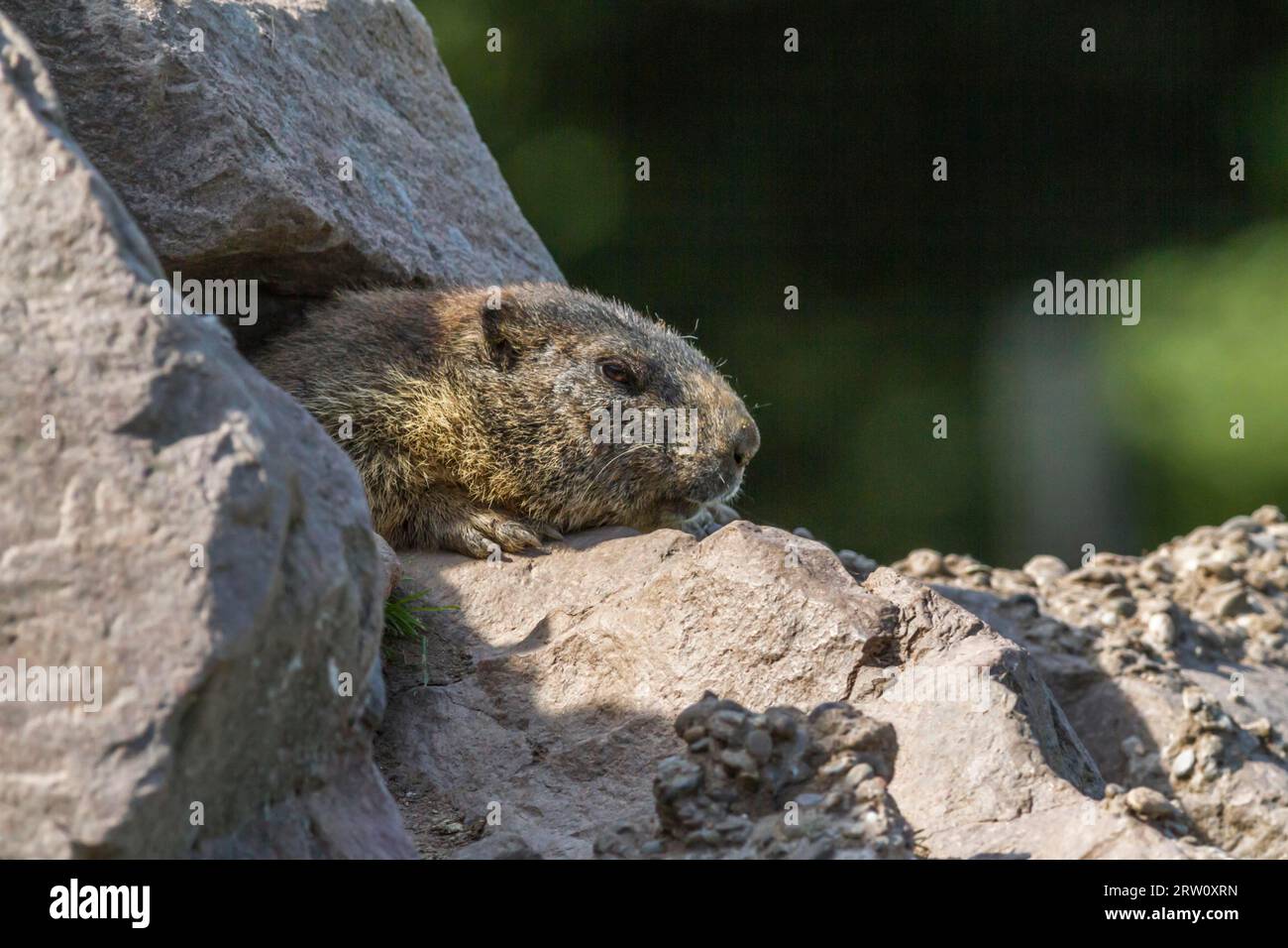 A stone burrow hi-res stock photography and images - Alamy