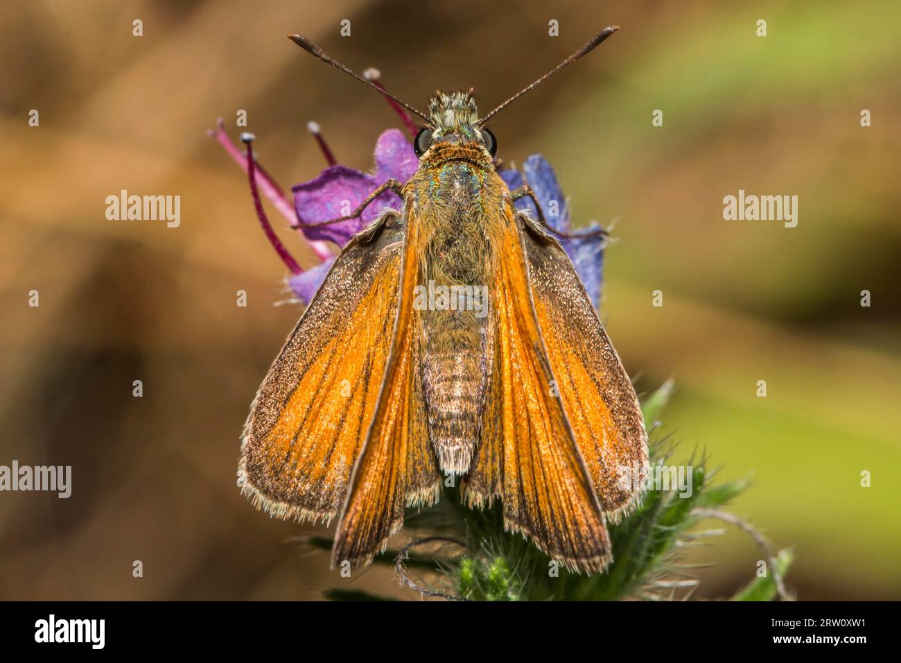 Rust-coloured thick-headed butterfly on a blade of grass, A large ...