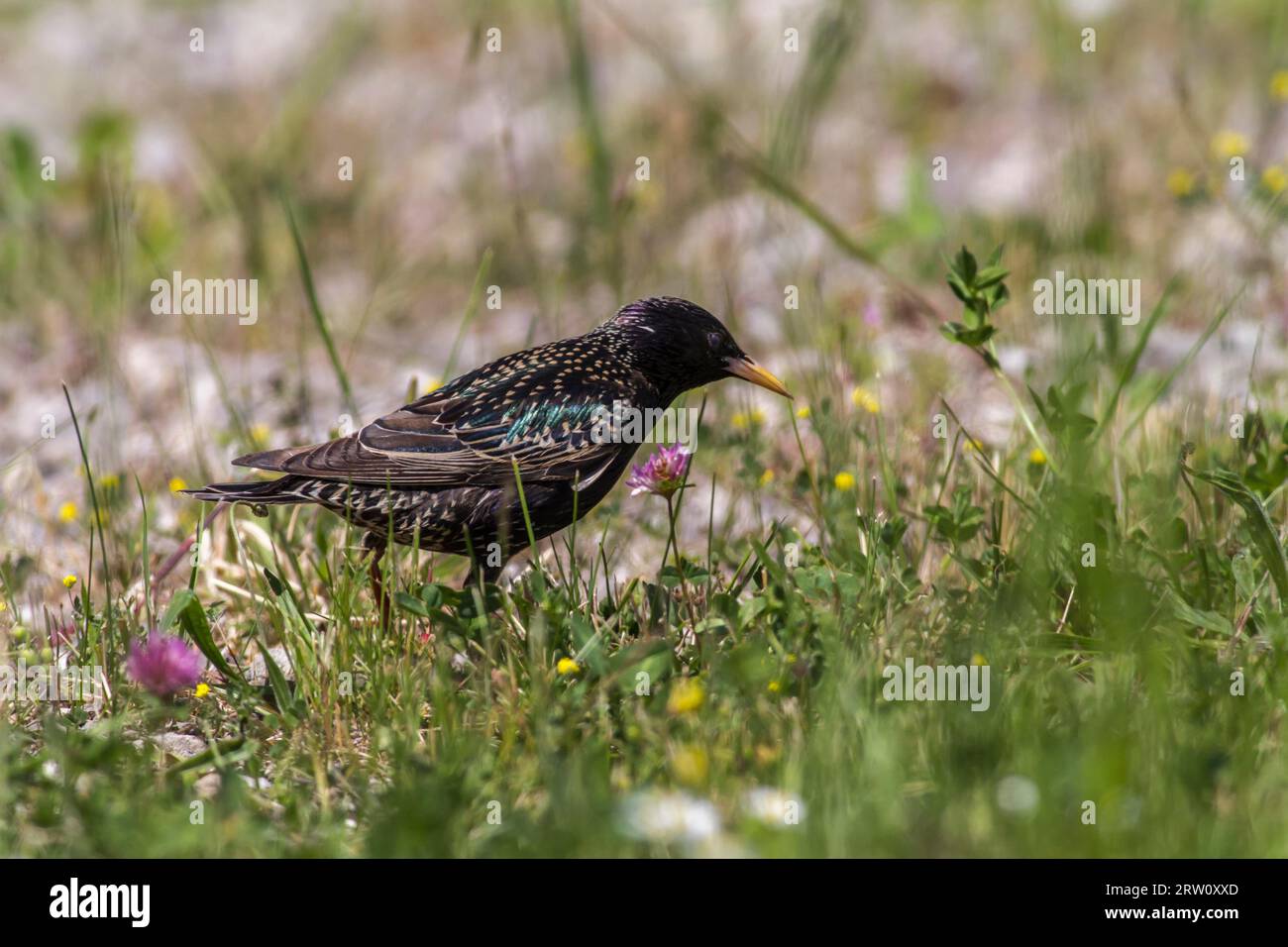 Starling in search of food, a common starling is searching for fodder ...