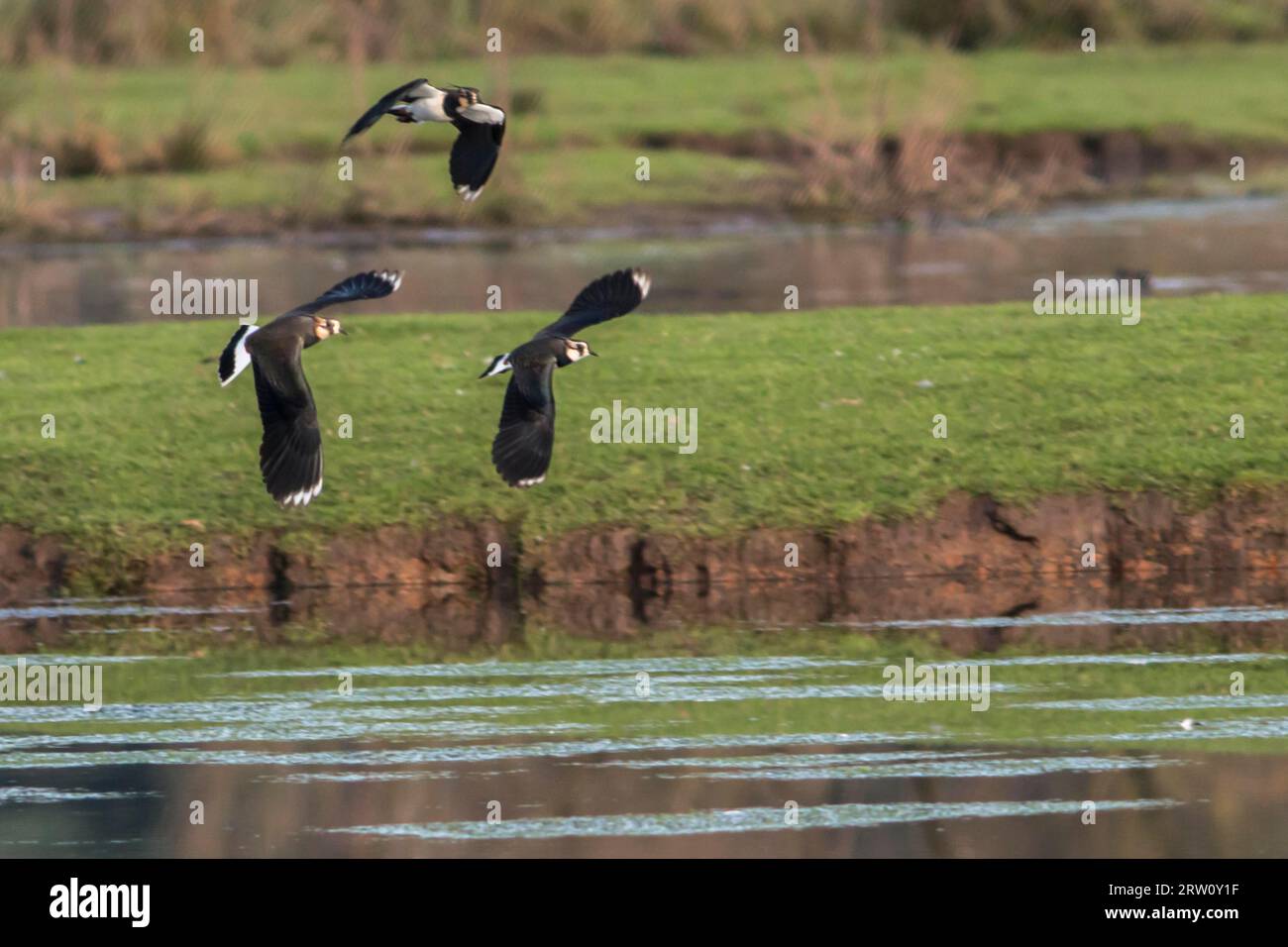 Lapwing in flight, Lapwing in flight Stock Photo - Alamy