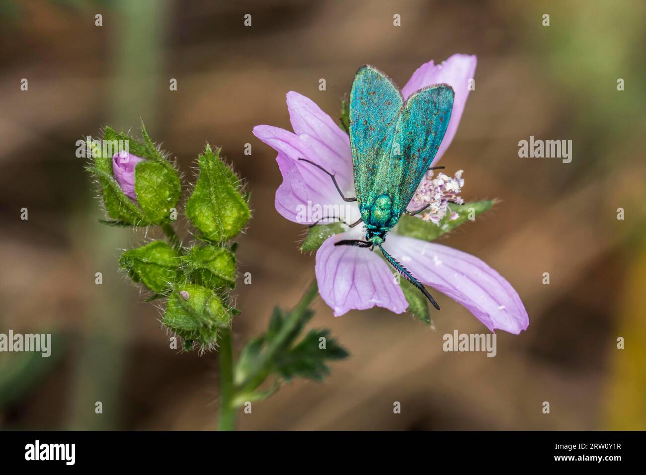 Green widow on forage plant Stock Photo - Alamy
