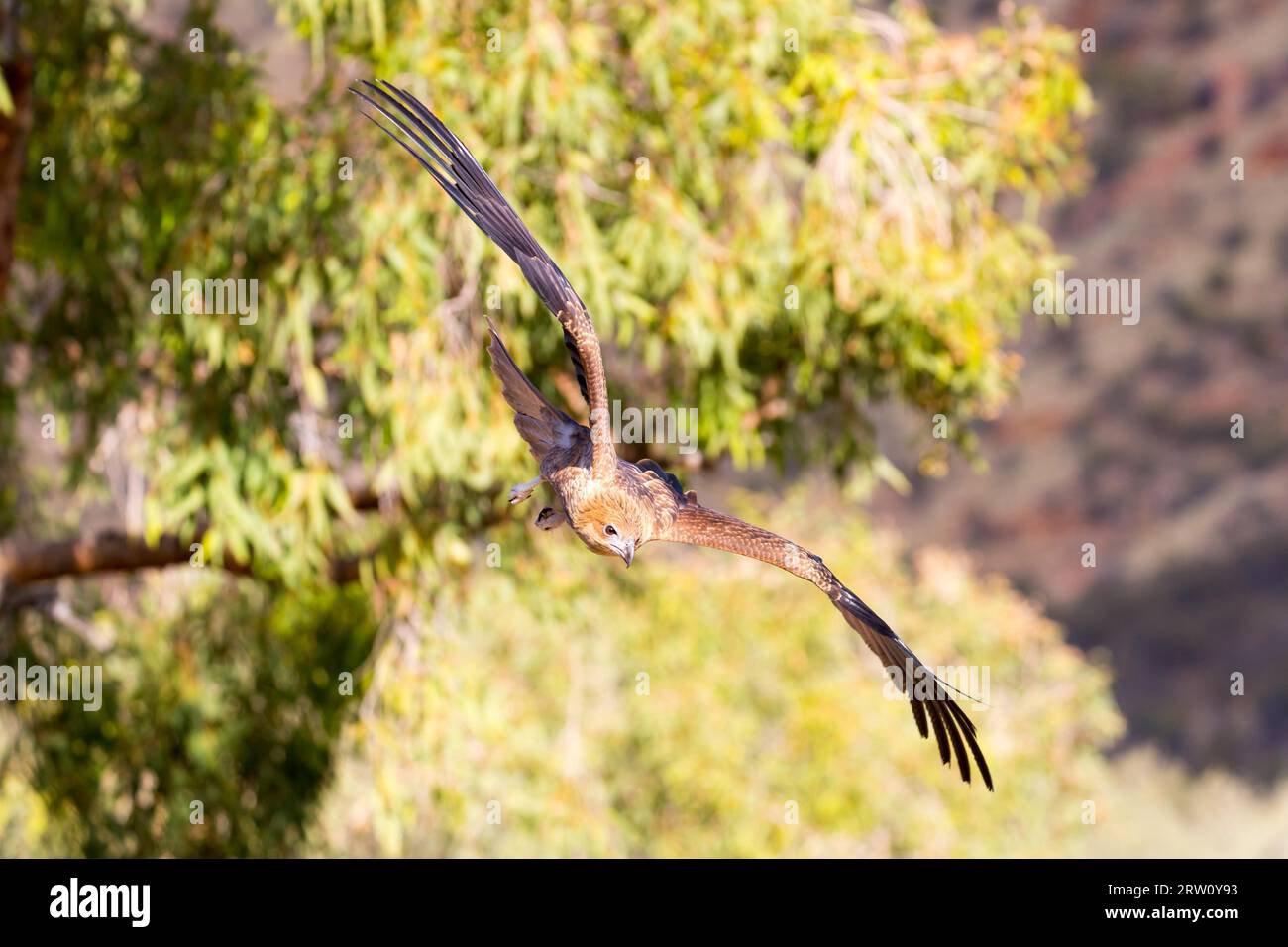 A native wedge tailed eagle in flight near Alice Springs, Northern ...