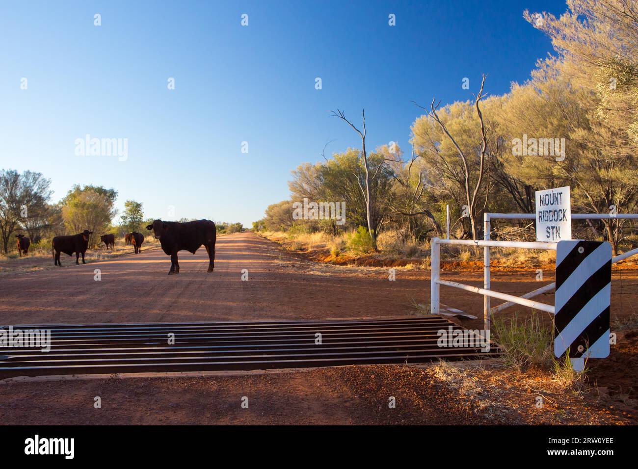 A group of cows graze by the side of the Plenty Hwy near Mount Riddock ...