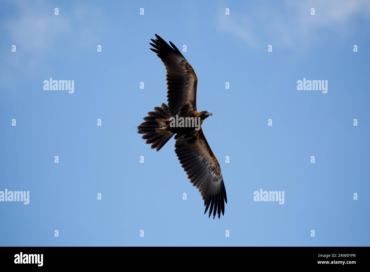 A native wedge tailed eagle in flight near Alice Springs, Northern ...