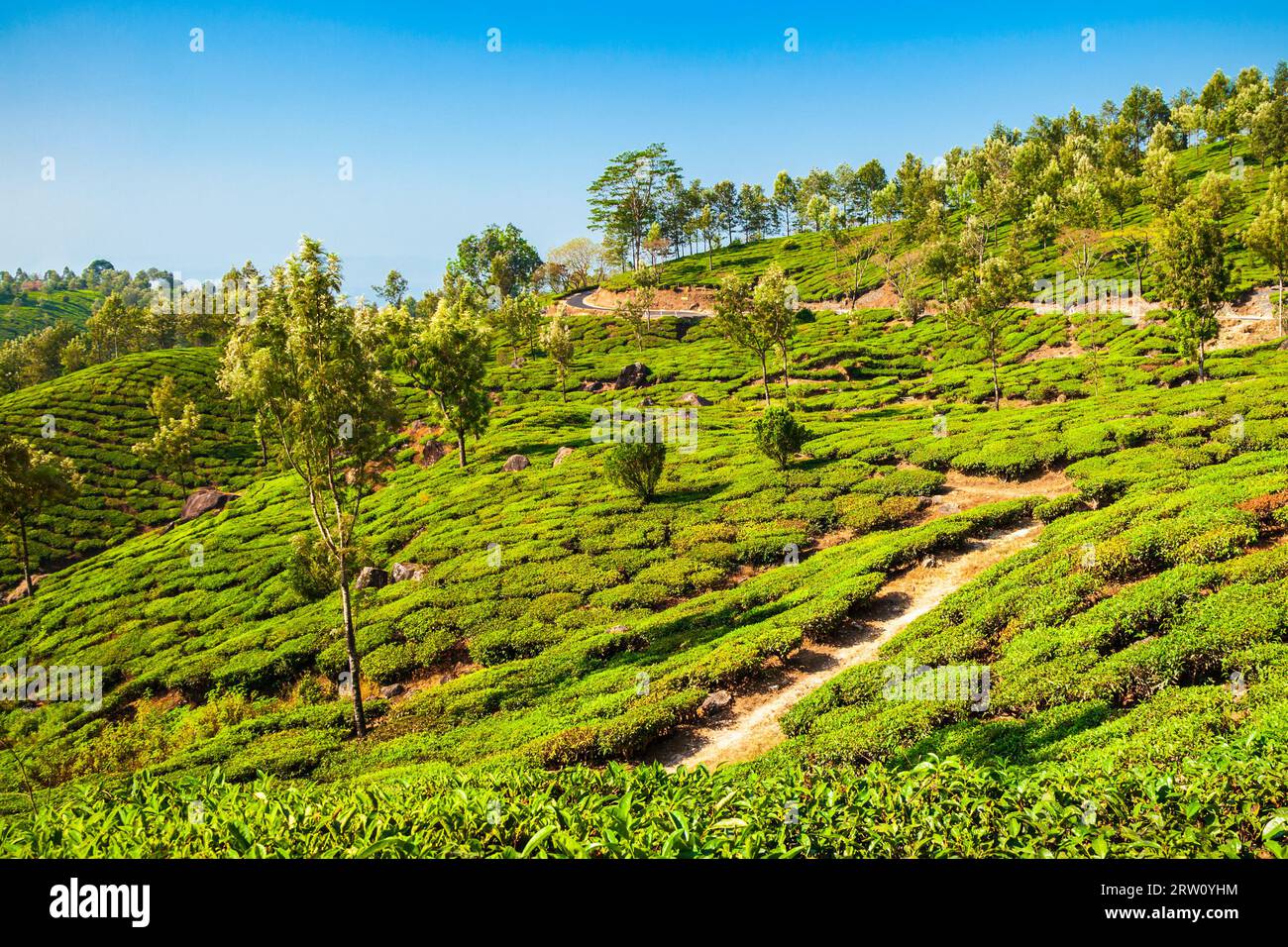 Amazing landscape view of tea plantation nature background Stock Photo ...