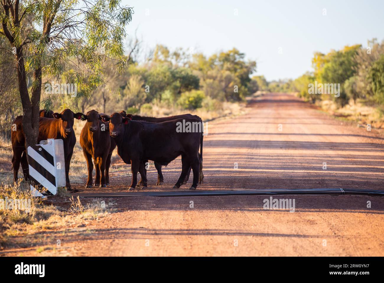 Cattle station northern territory hi-res stock photography and images ...
