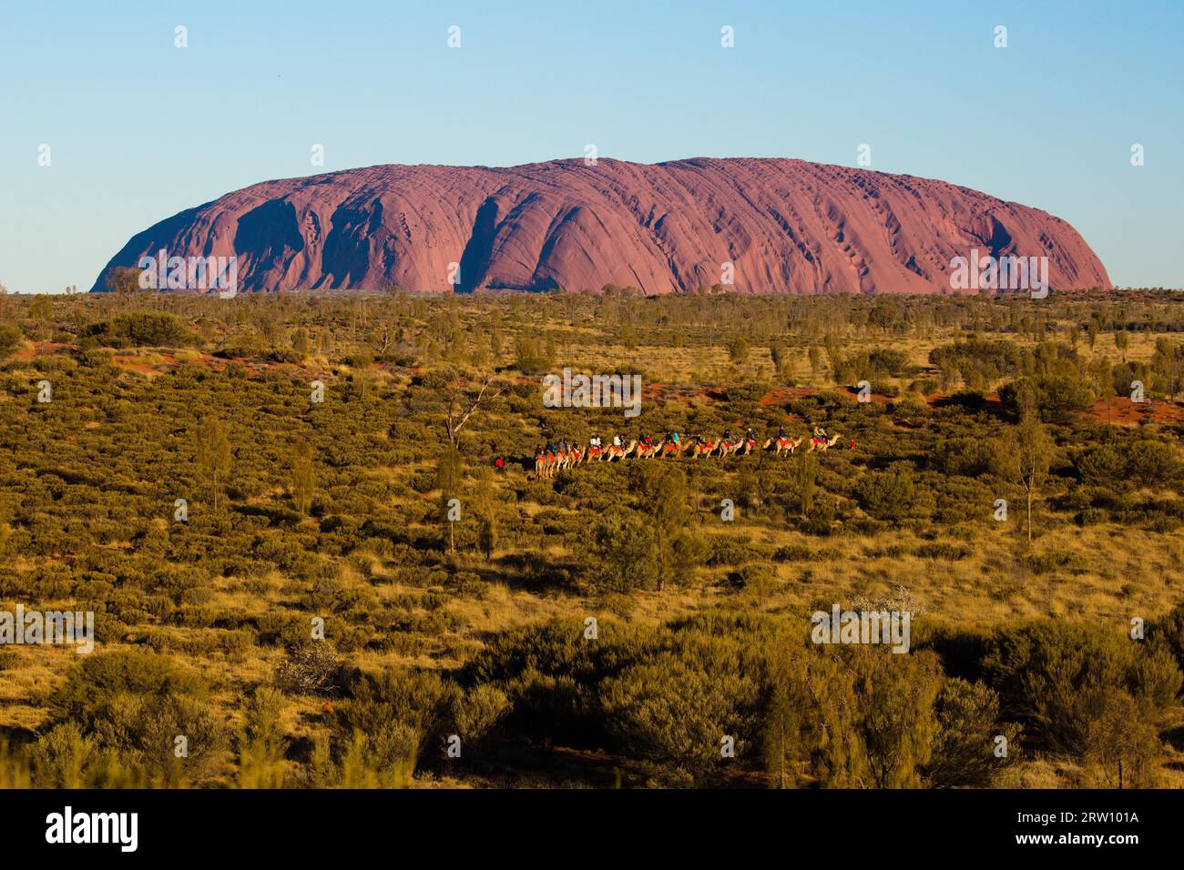 Majestic Uluru and a camel tour on a clear winter's evening sunset in ...