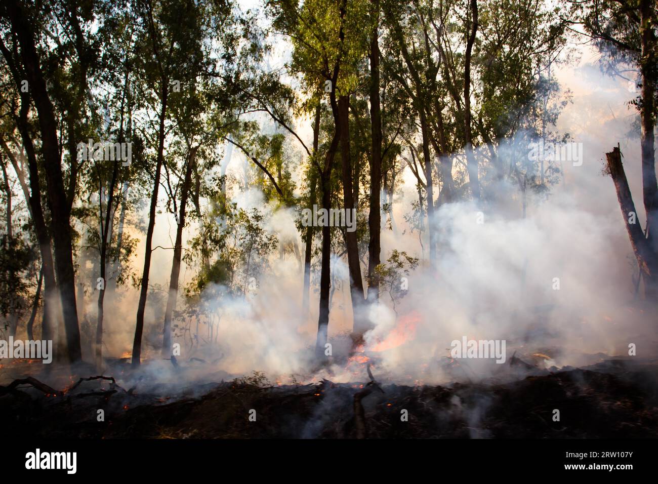 A controlled fire burn occurs near Whitfield in the King Valley ...