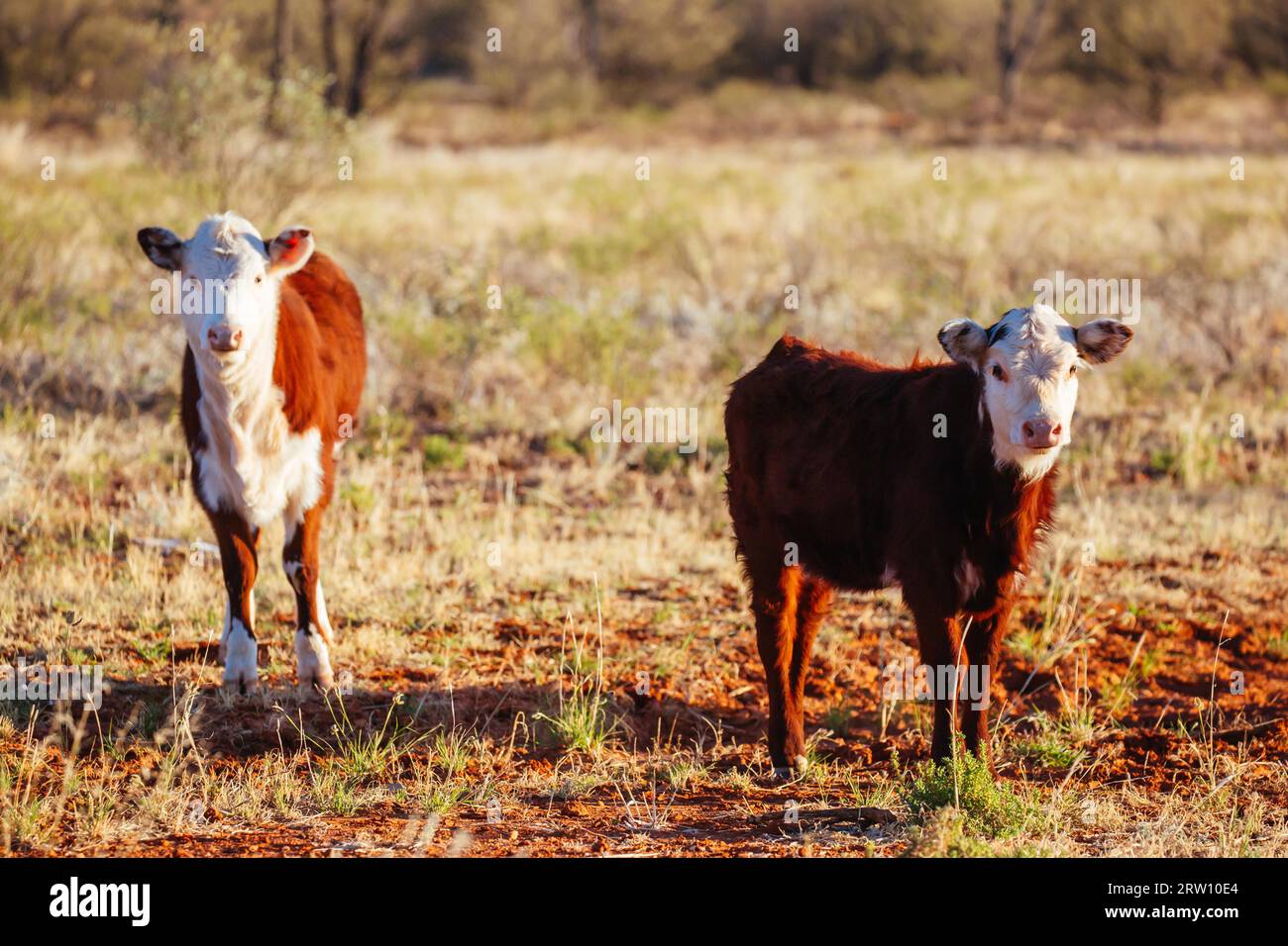 A cow grazes by the side of the Plenty Hwy near Mount Riddock cattle ...