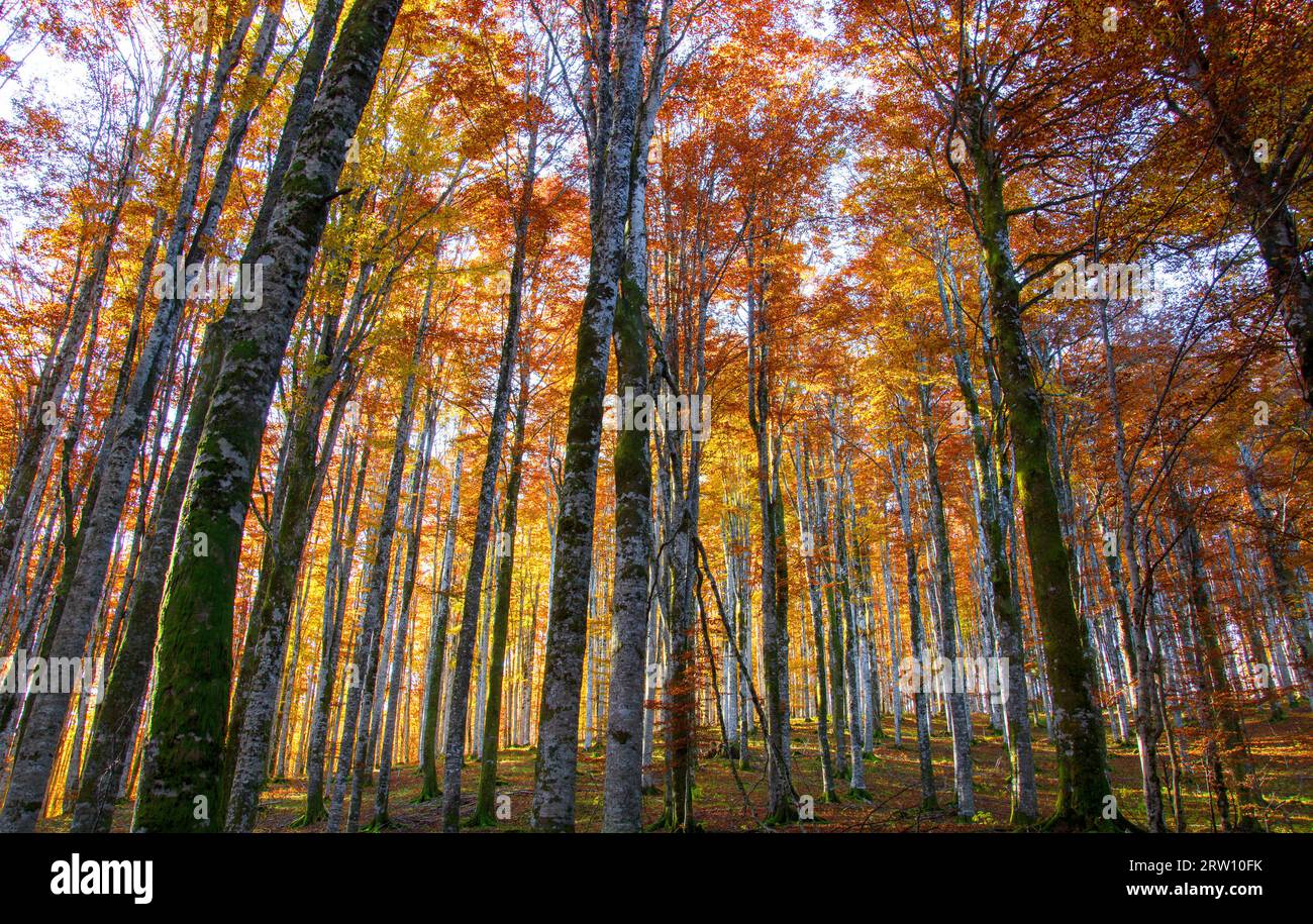 the beautiful colors of autumn Stock Photo - Alamy